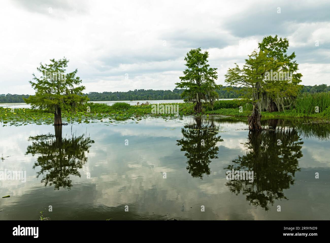 Alligator Lake near Lake City in Florida Stock Photo - Alamy