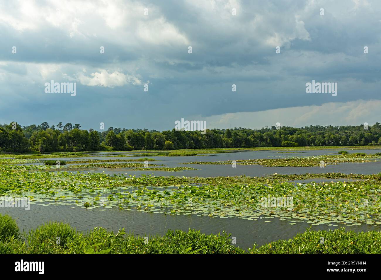 Alligator Lake near Lake City in Florida Stock Photo - Alamy
