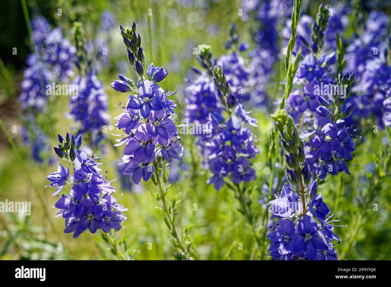 A tranquil landscape of a lush green field with Veronica broadleaf ...