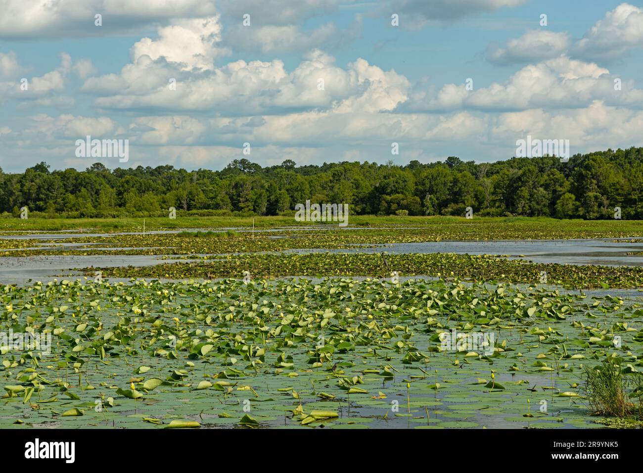 Alligator lake lake city florida hi-res stock photography and images ...