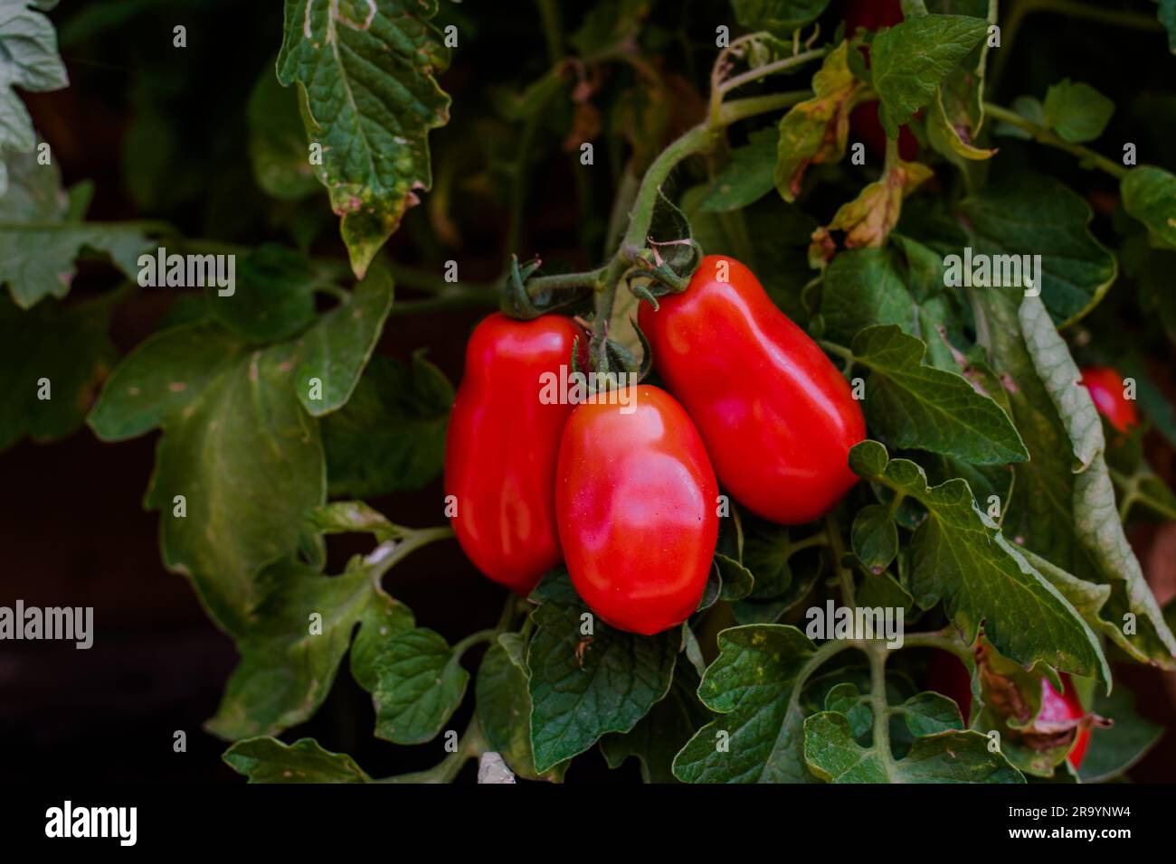San marzano variety solanum hi-res stock photography and images - Alamy