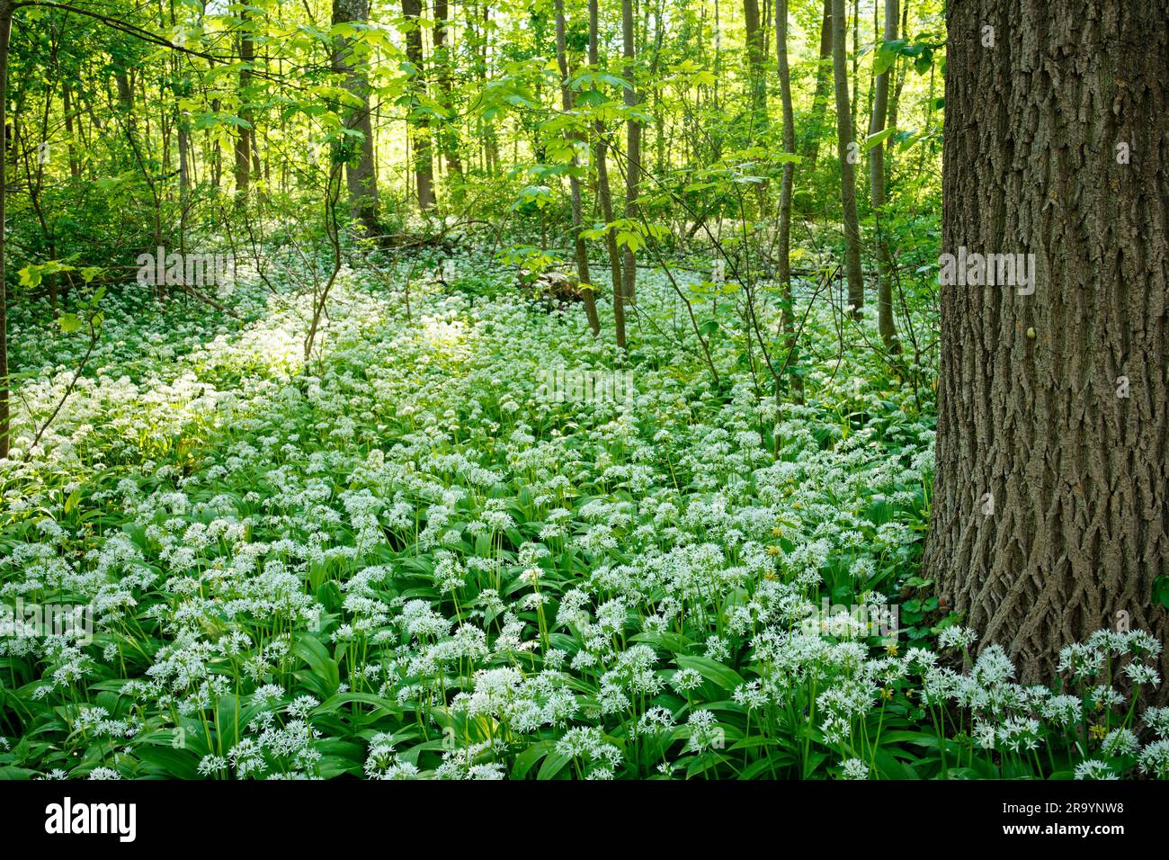 A vibrant, lush landscape of diverse flora including various ...