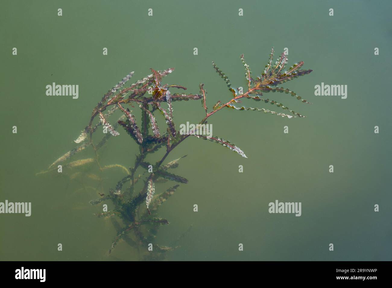Closeup algae bloom lake hi-res stock photography and images - Alamy