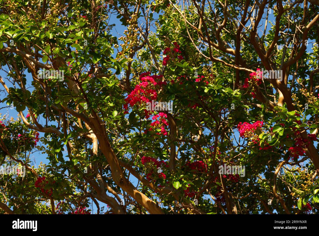 Lagerstroemia indica tree Stock Photo - Alamy