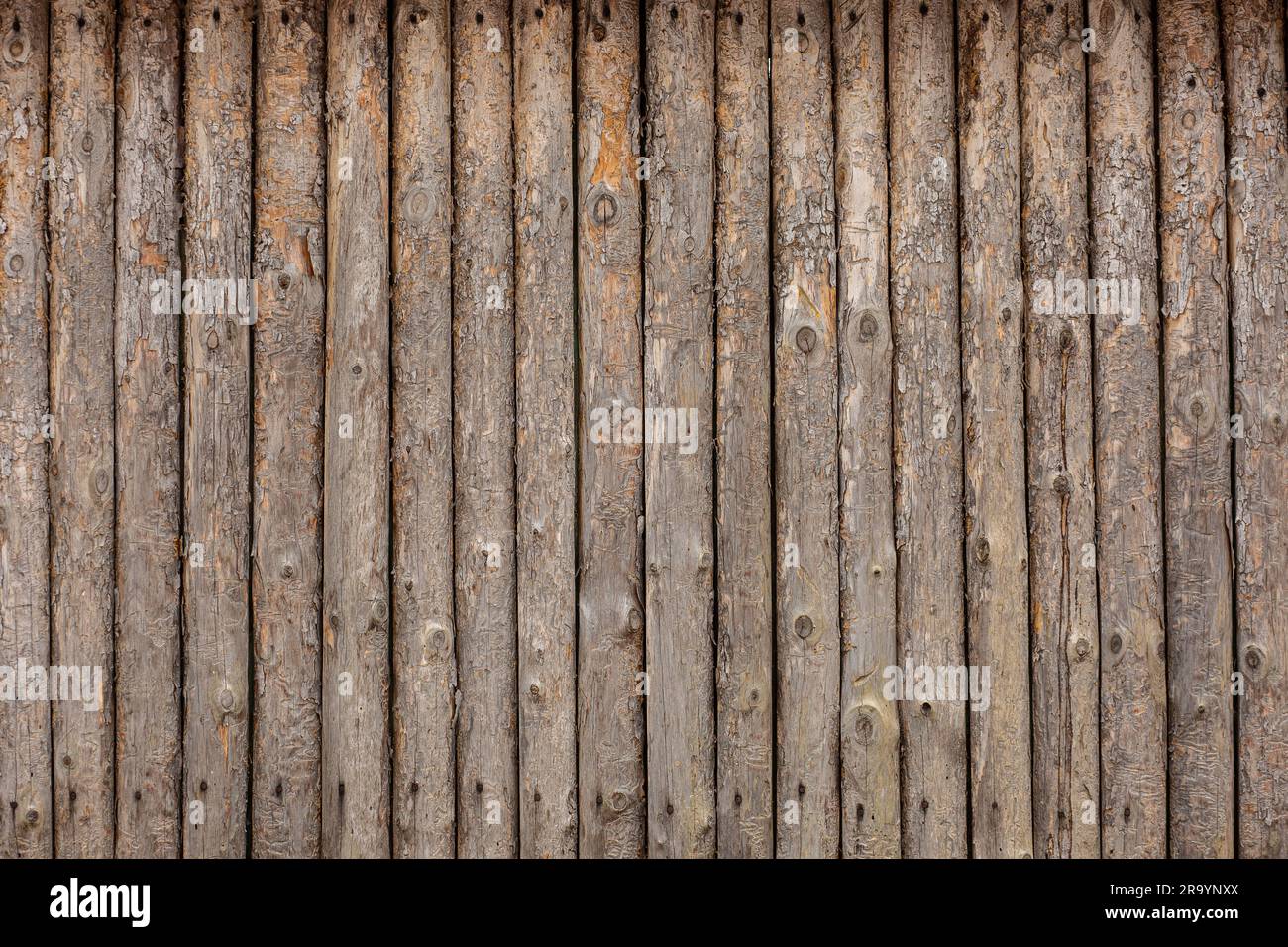 Rough wood texture. The walls of a country house are made of rough logs ...