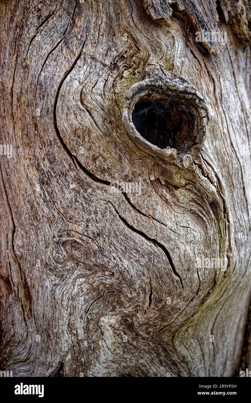 Close-up image of a large pine tree trunk, showcasing the detailed texture of its bark Stock ...