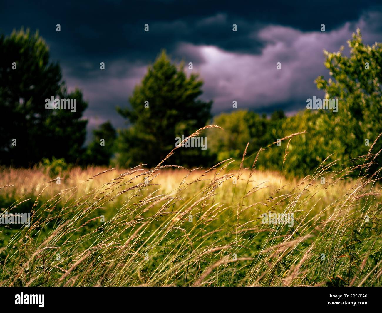 Beautiful forest in Jizerske Hory. This is North side of the Czechia ...