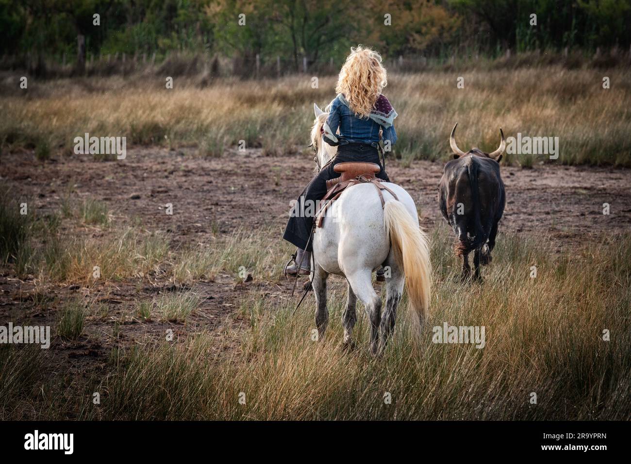Cowboy carrying a long cattle prod near a herd of bulls, Camargue ...
