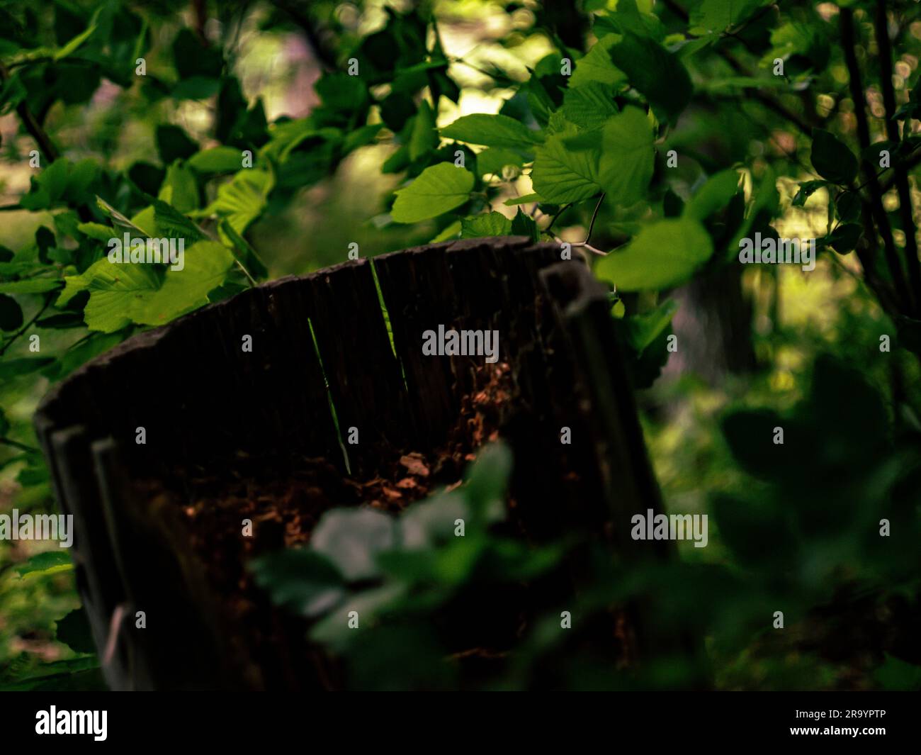 Beautiful forest in Jizerske Hory. This is North side of the Czechia ...