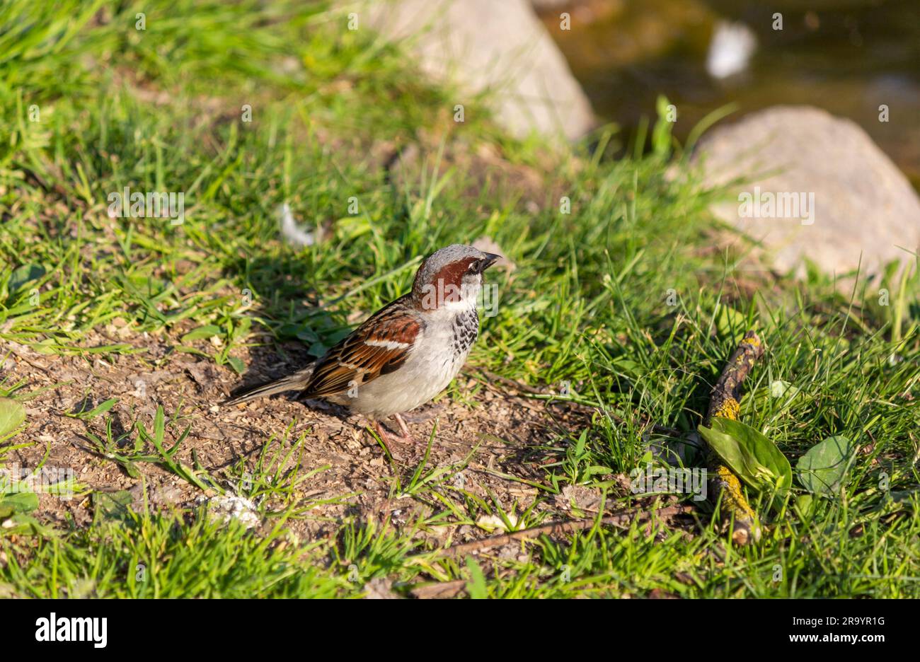 Sparrow standing hi-res stock photography and images - Alamy
