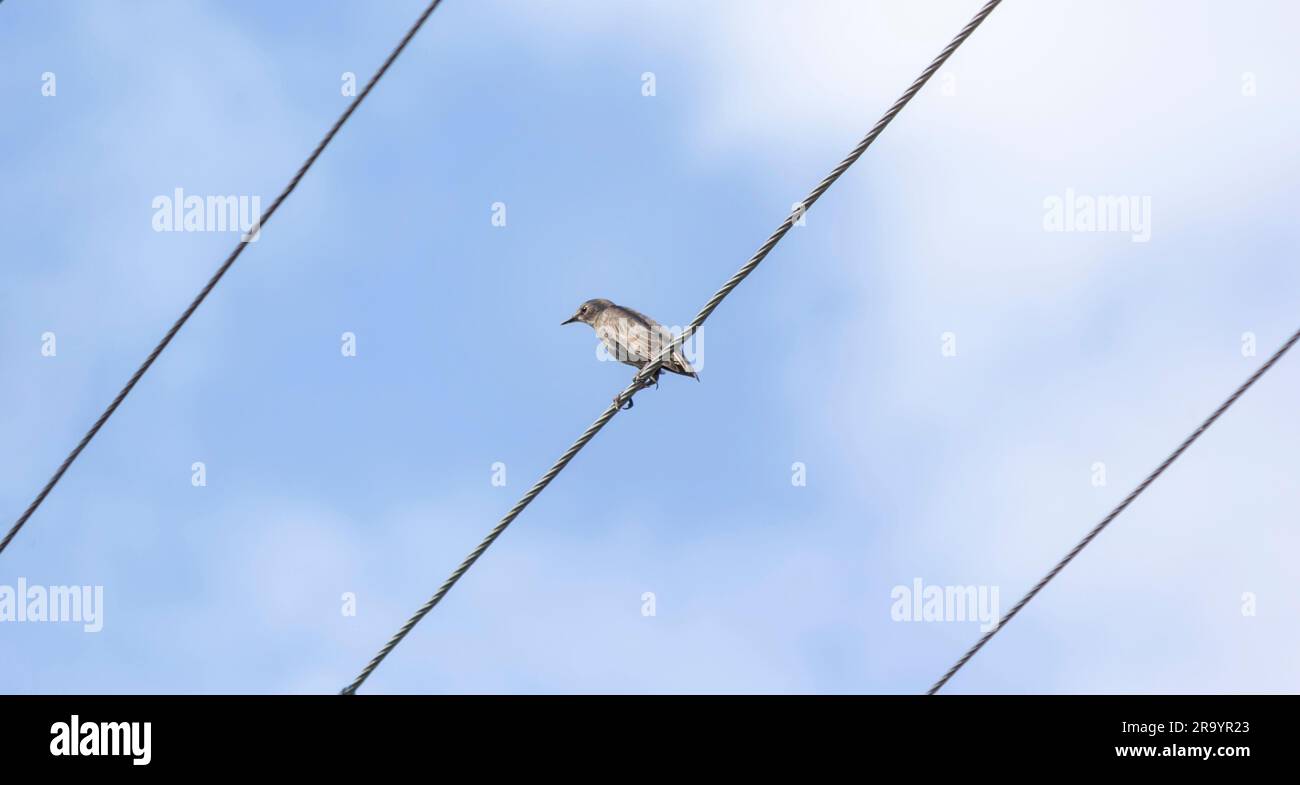 Common gray starling, Sturnus vulgaris, on a wire Stock Photo - Alamy