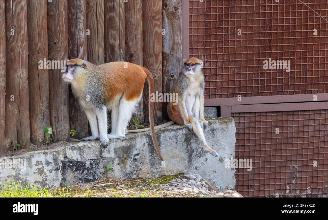 The patas monkey, also known as the hussar monkey, Erythrocebus patas ...
