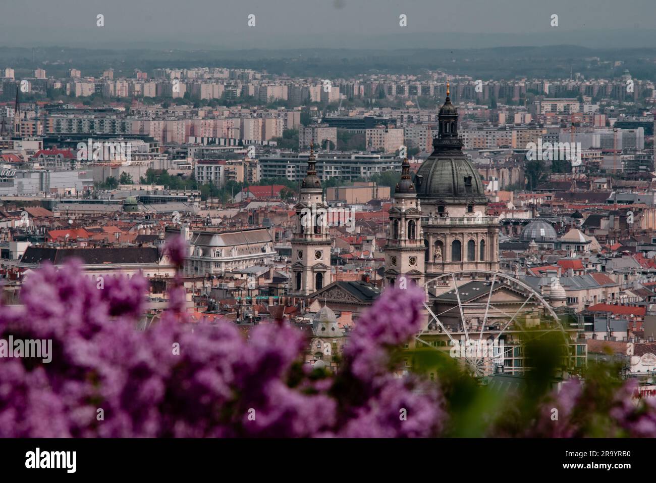 An aerial view of spring in Budapest with a blooming purple flower bush ...