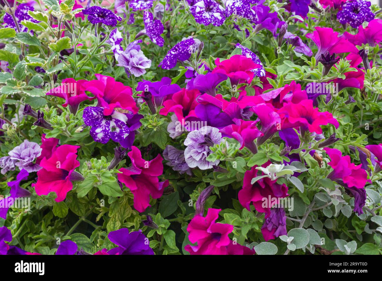 Delightful flowering of a bright, variegated, multi-colored petunia in ...