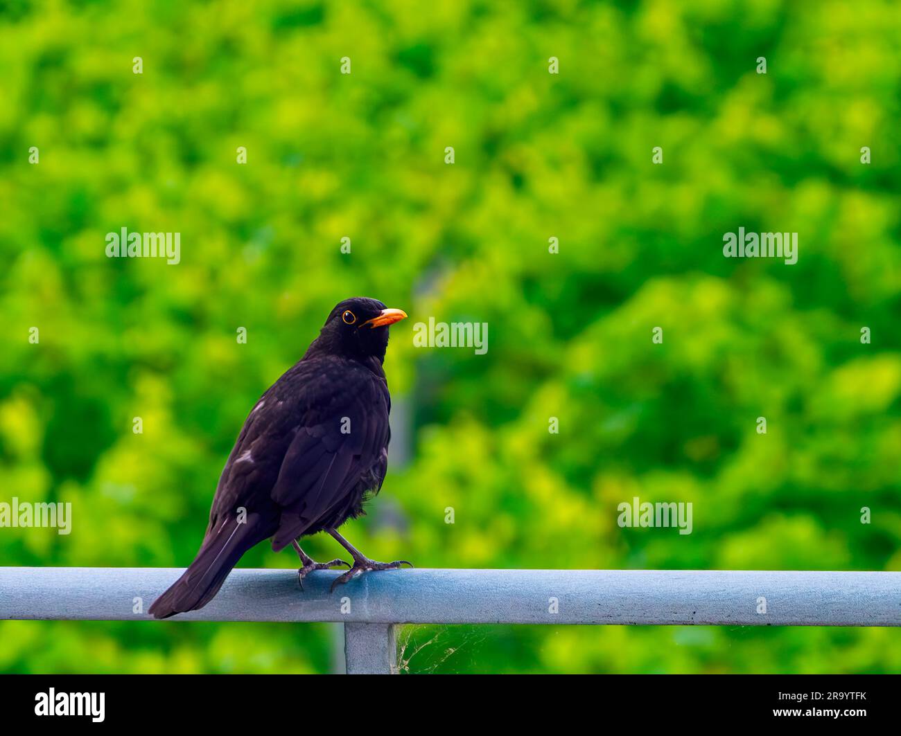 Myna bird hi-res stock photography and images - Alamy