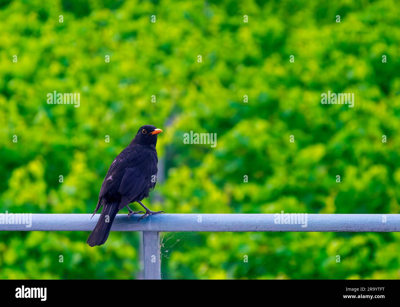 A black Myna bird with an orange beak sitting on a railing. Lush ...