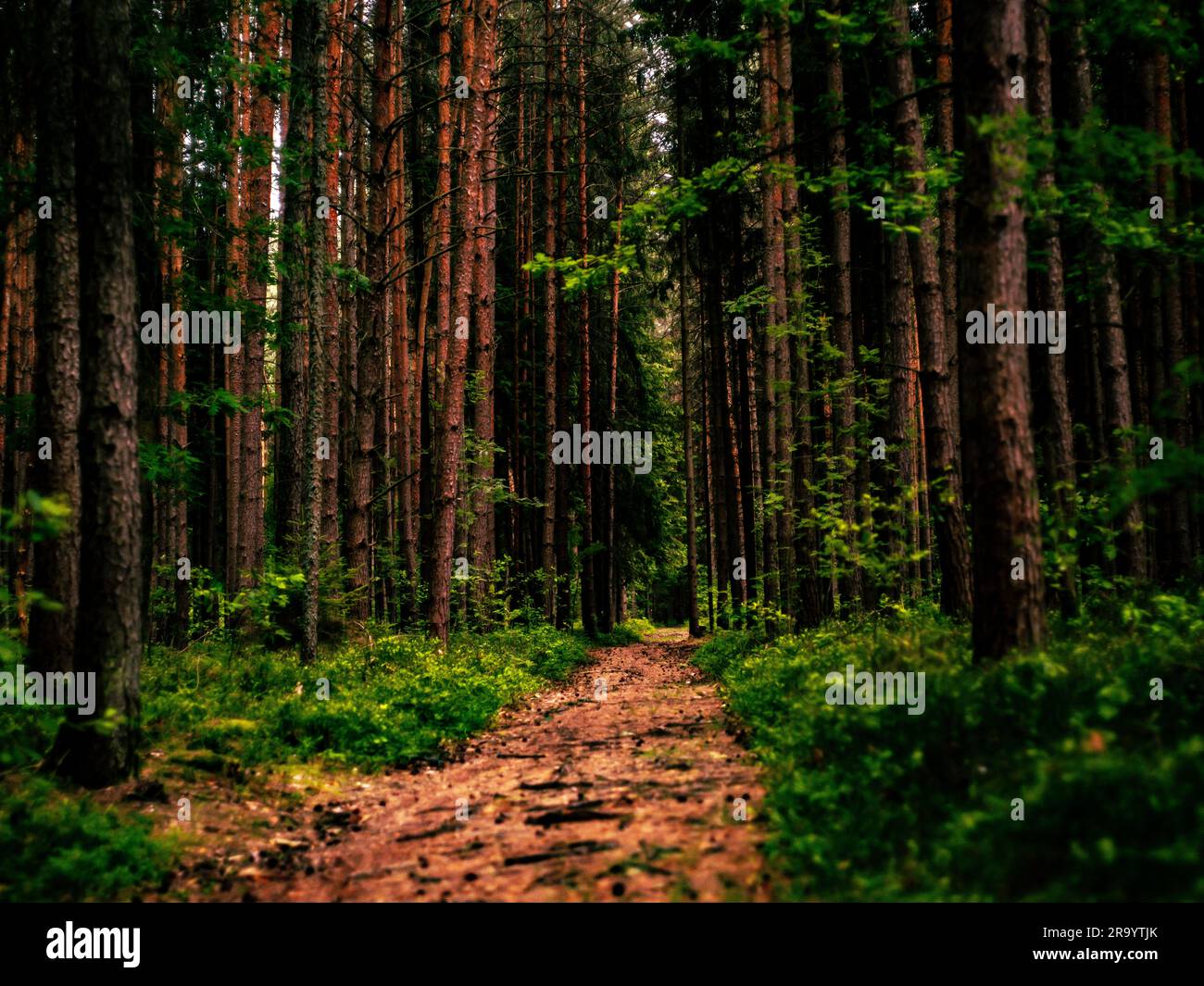 Beautiful forest in Jizerske Hory. This is North side of the Czechia ...