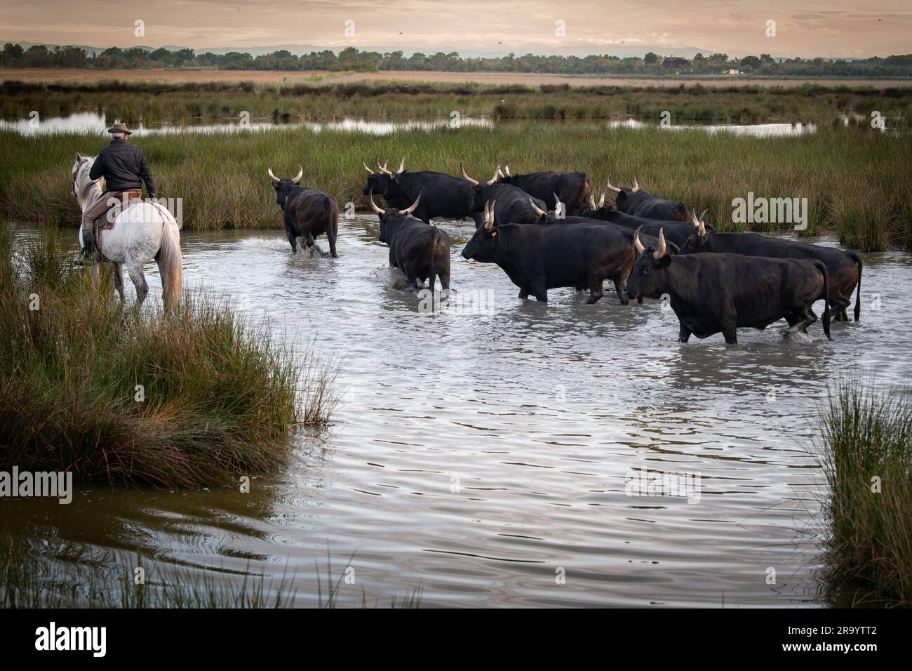 Cowboy carrying a long cattle prod near a herd of bulls, Camargue ...