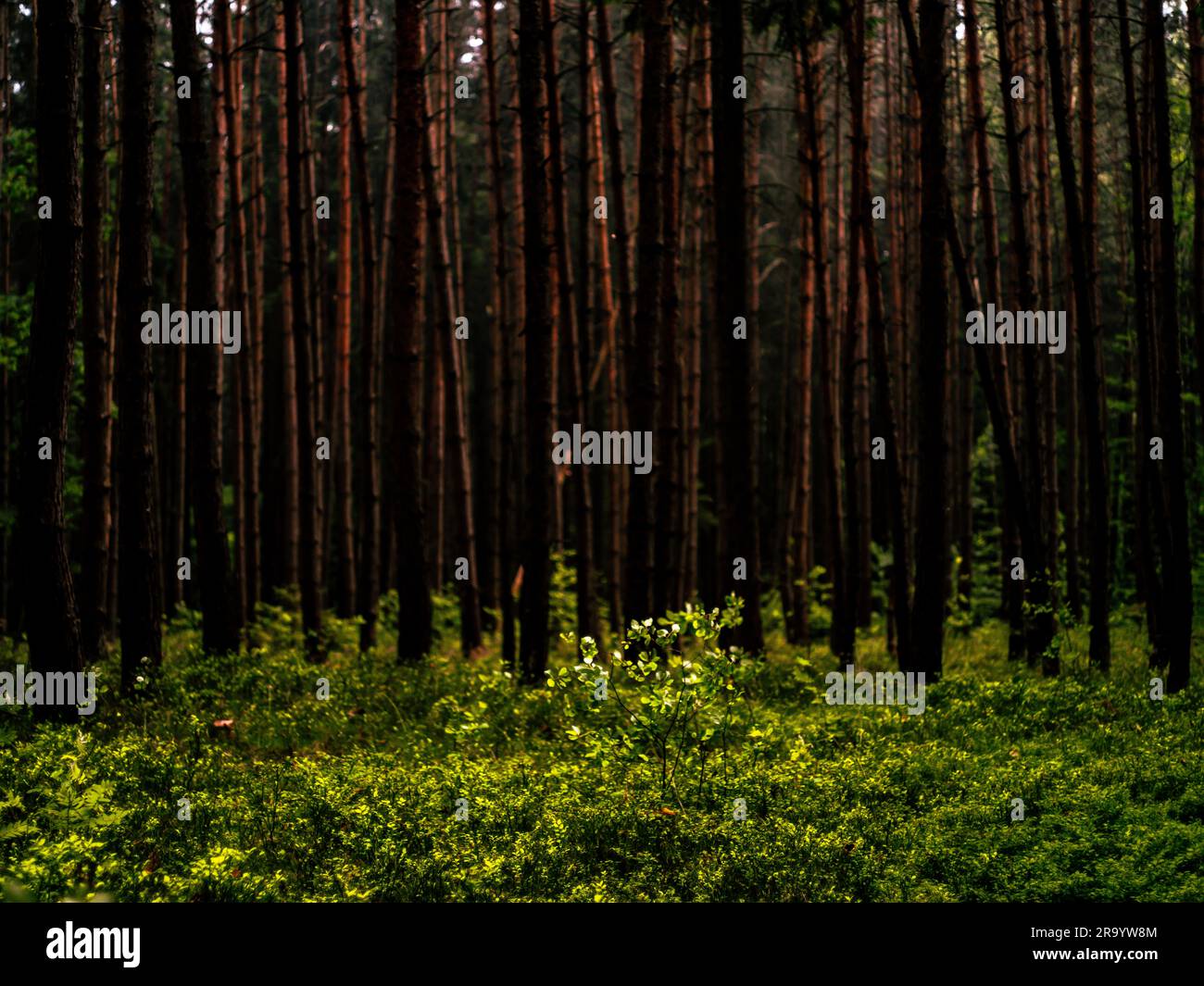Beautiful forest in Jizerske Hory. This is North side of the Czechia ...