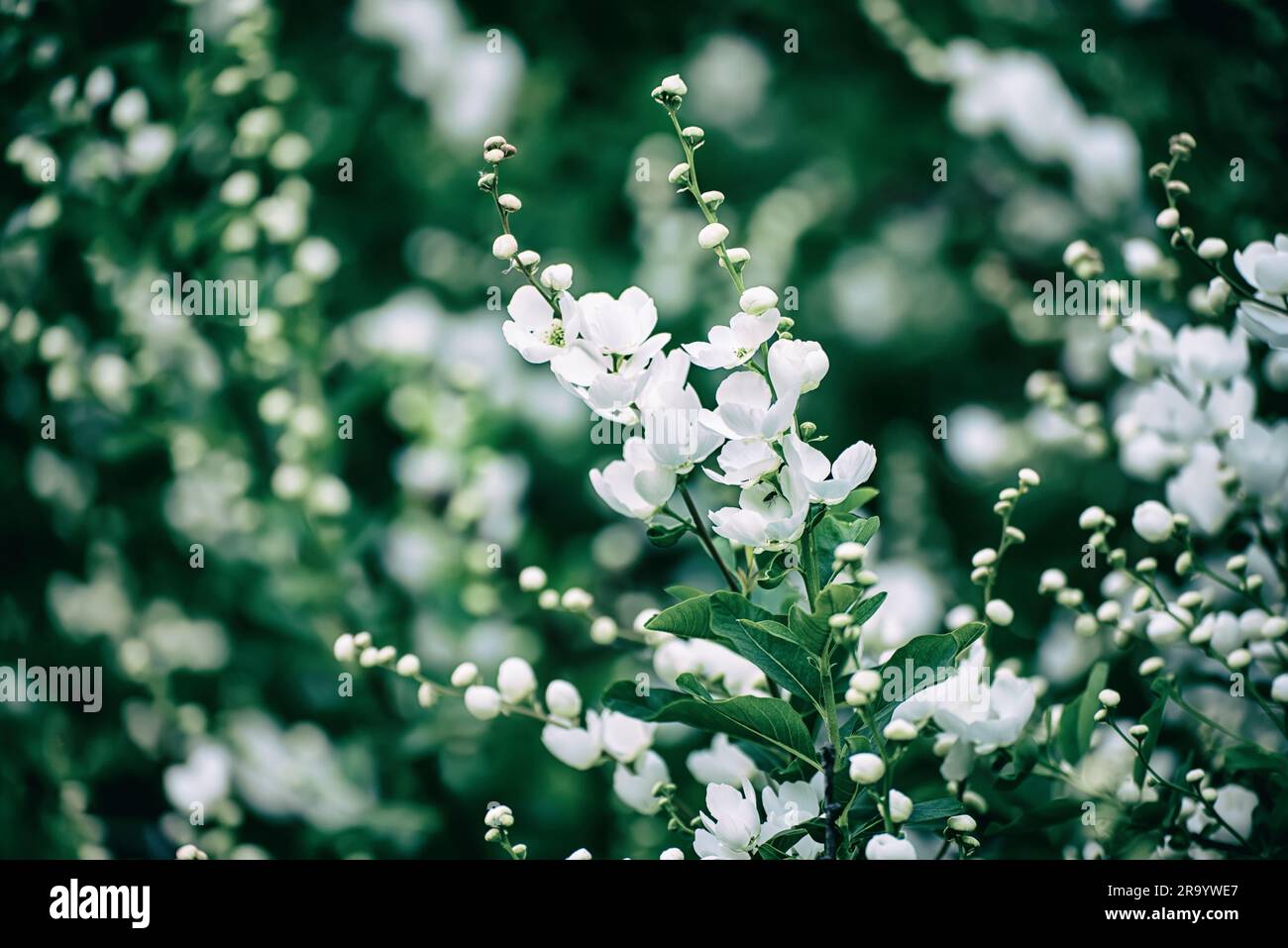 Spring white flowers Stock Photo - Alamy