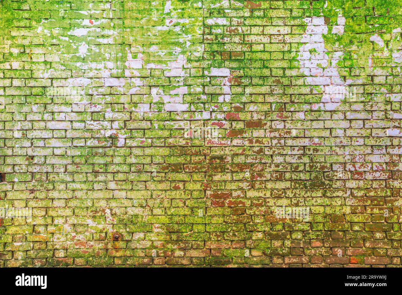 Old ruined bricks wall background with fouling and moss. ruinous wall ...