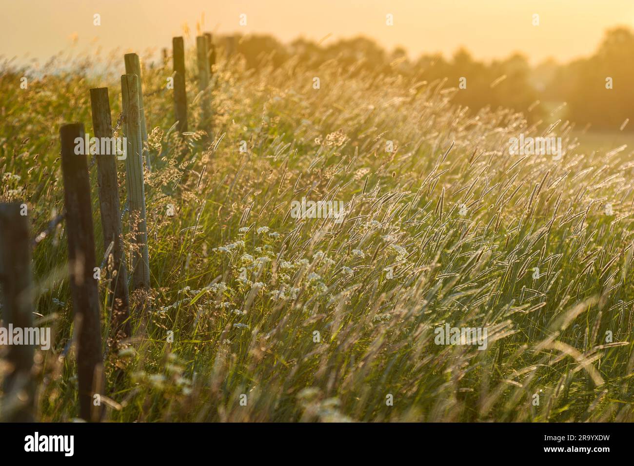 Fences an tall grass at meadow Stock Photo - Alamy