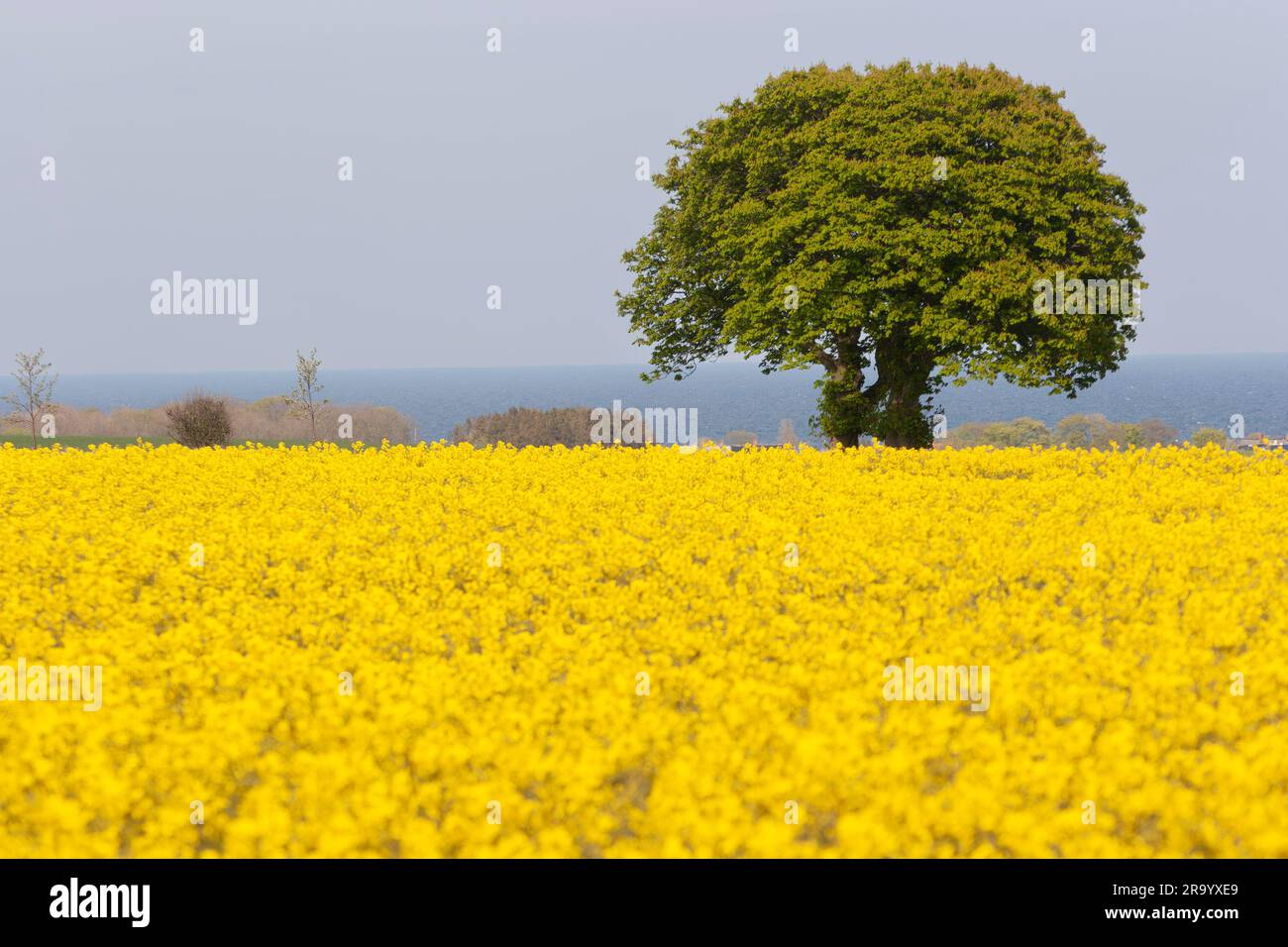 Tree and rapefield Stock Photo - Alamy
