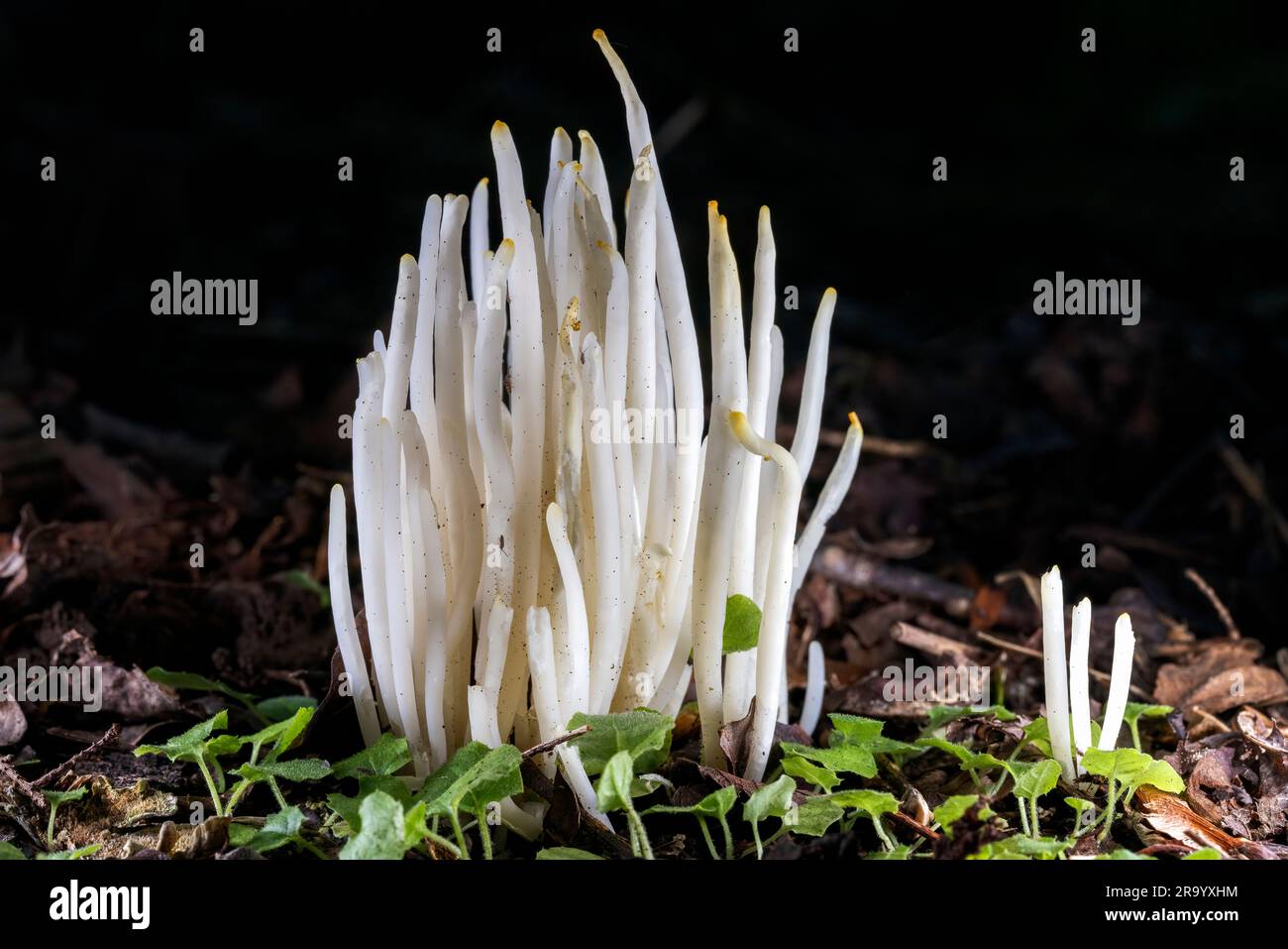Fairy Fingers (Clavaria fragilis) Fungi - Brevard, North Carolina, USA ...