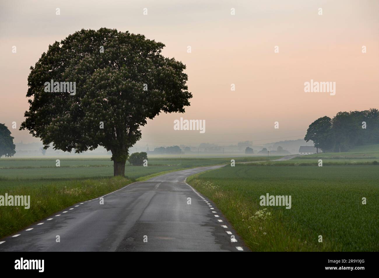 Misty chestnut trees hi-res stock photography and images - Alamy