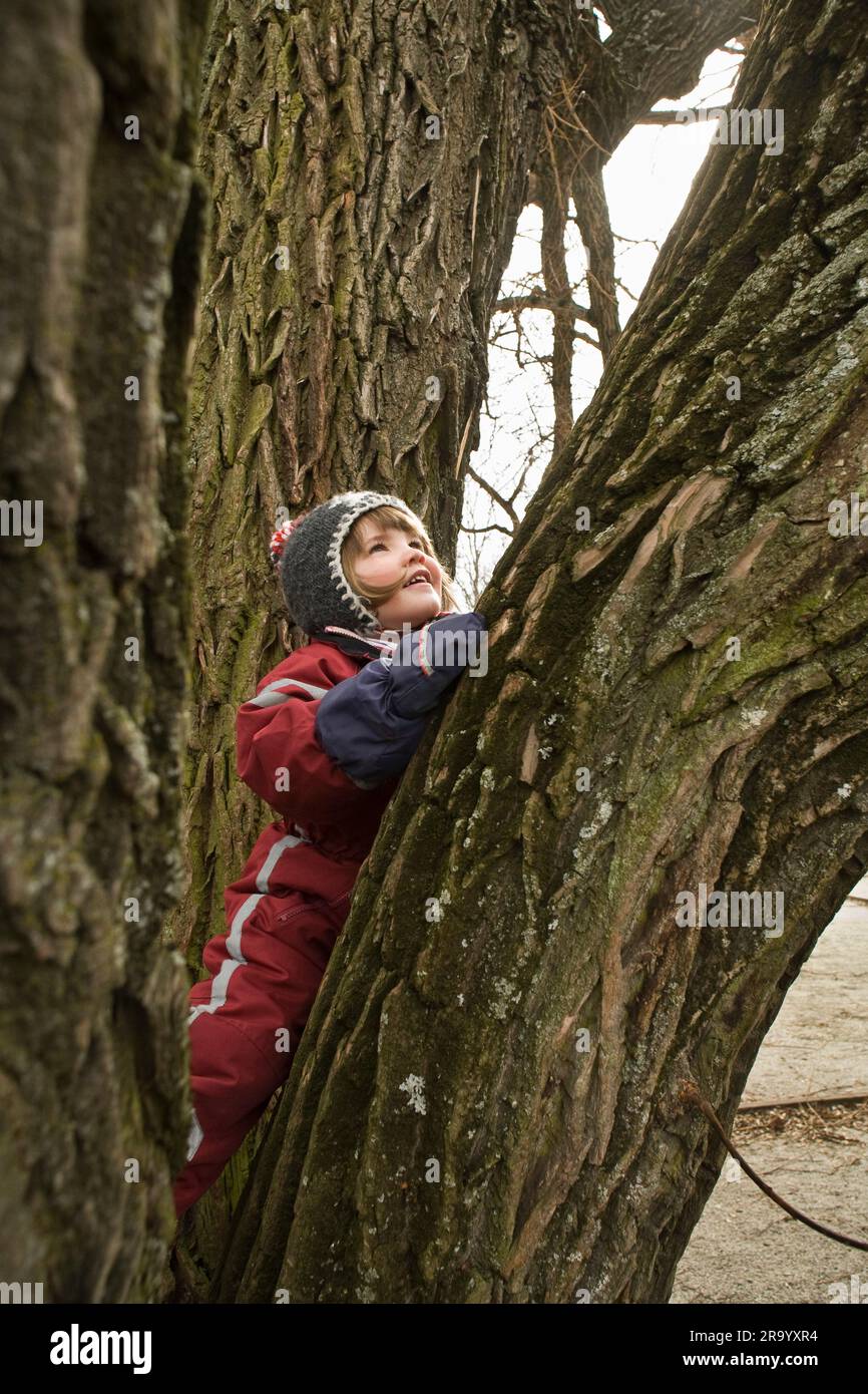 Cute little adventurous girl on tree trunks as she looks up climbing ...