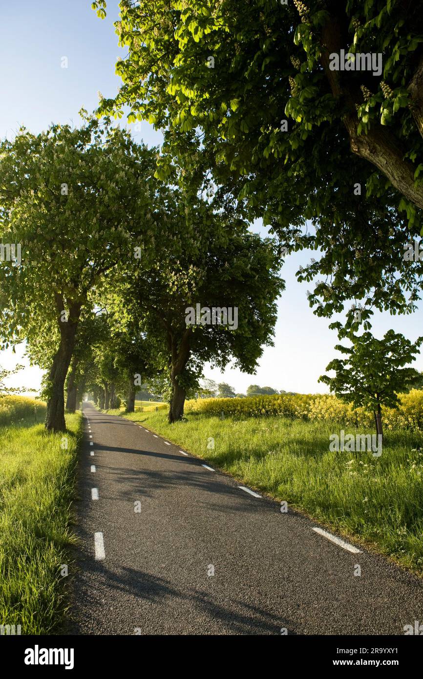 Tree lined narrow country road along landscape. Skane, Sweden Stock ...