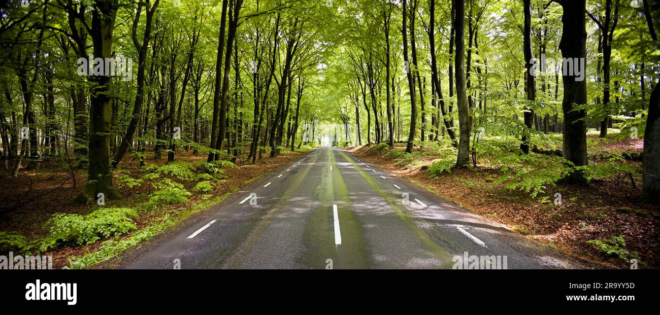 Beautiful view of road along beech trees in forest. Skane, Sweden Stock ...
