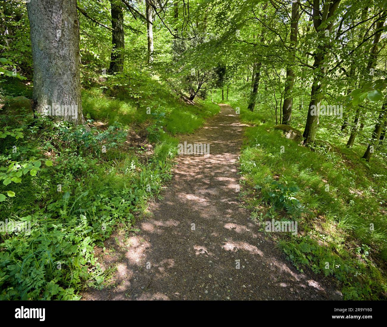 Narrow foot path along trees in the forest. Skane, Sweden Stock Photo ...
