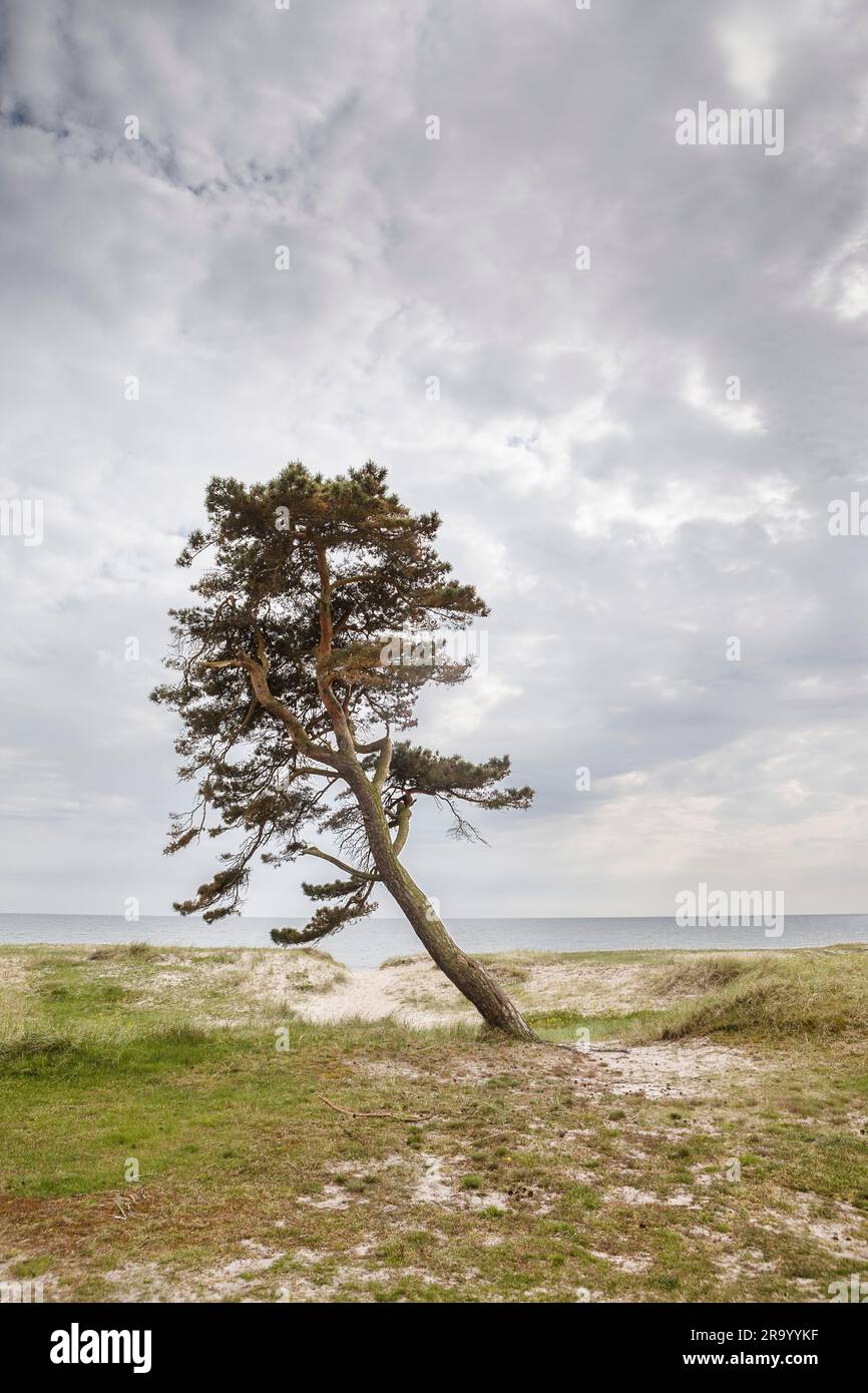 Bent pine tree water hi-res stock photography and images - Alamy