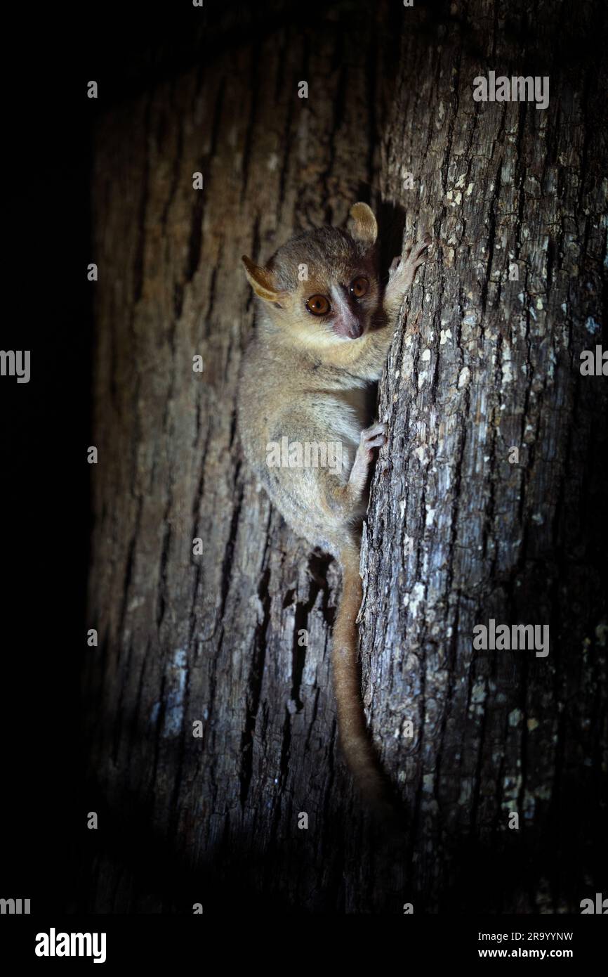 Gray mouse lemur during the night walk on Madagascar. Lesser mouse ...