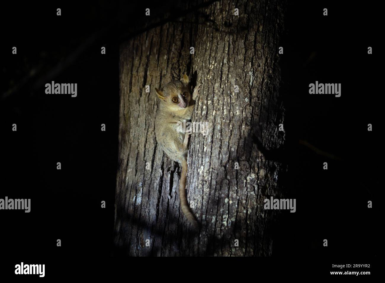 Gray mouse lemur during the night walk on Madagascar. Lesser mouse ...