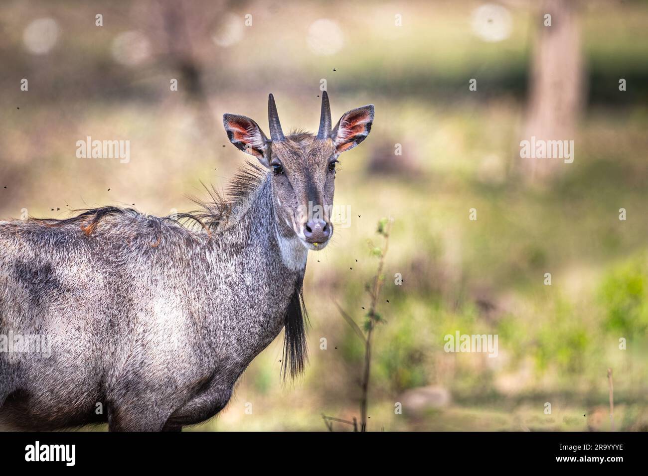 A selective focus shot of a nilgai on a field surrounded by flies Stock ...