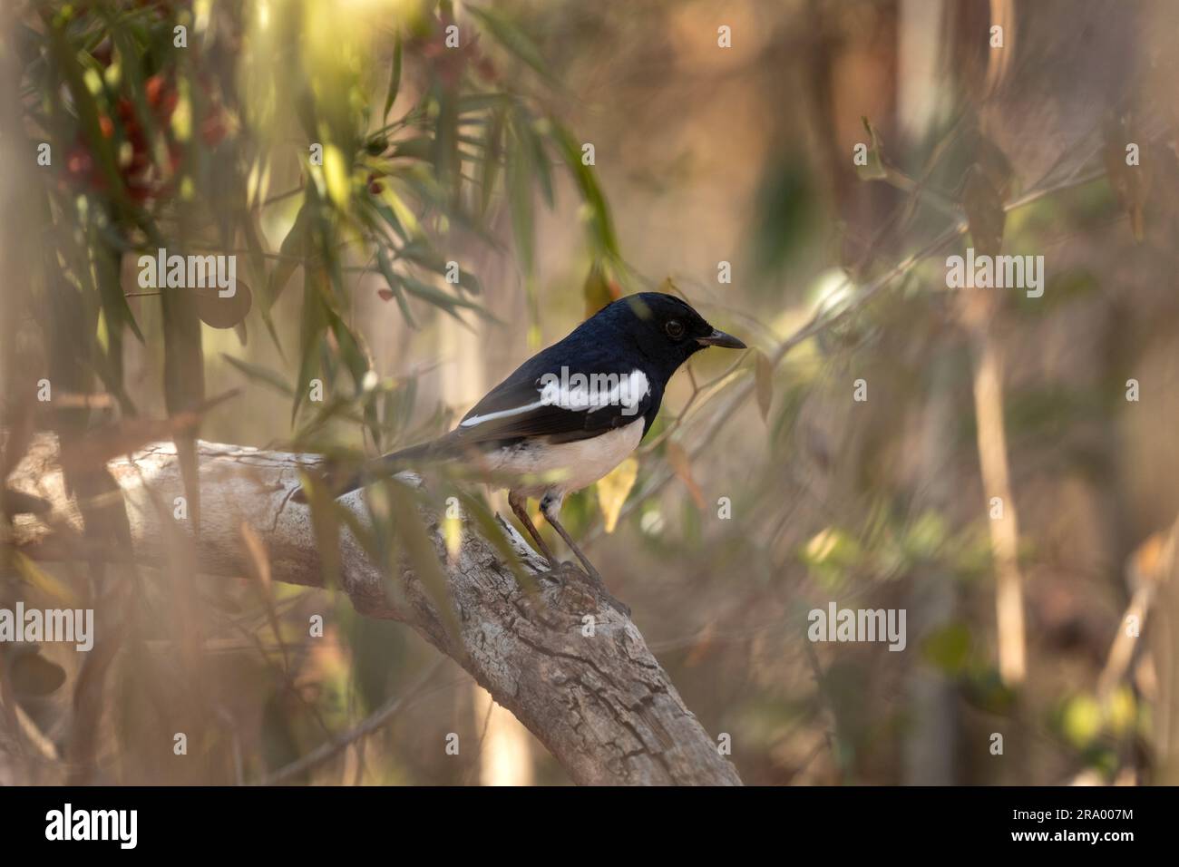 Madagascar magpie robin on the branch. Copsychus albospecularis in the ...