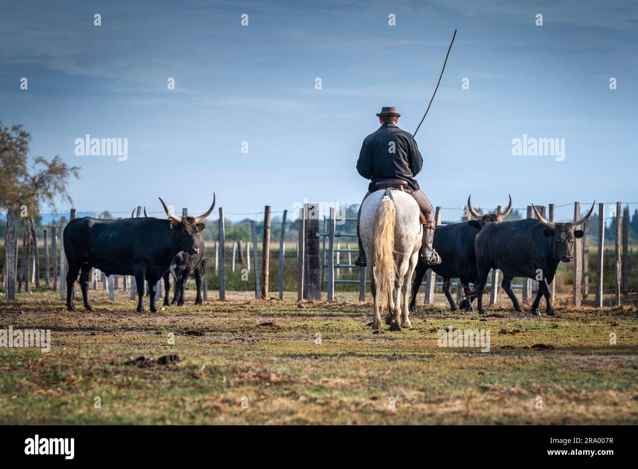 Cowboy carrying a long cattle prod near a herd of bulls, Camargue ...