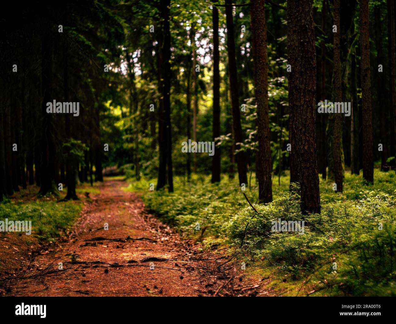 Beautiful forest in Jizerske Hory. This is North side of the Czechia ...