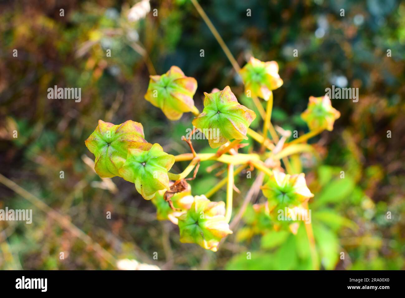 Seed casings hi-res stock photography and images - Alamy