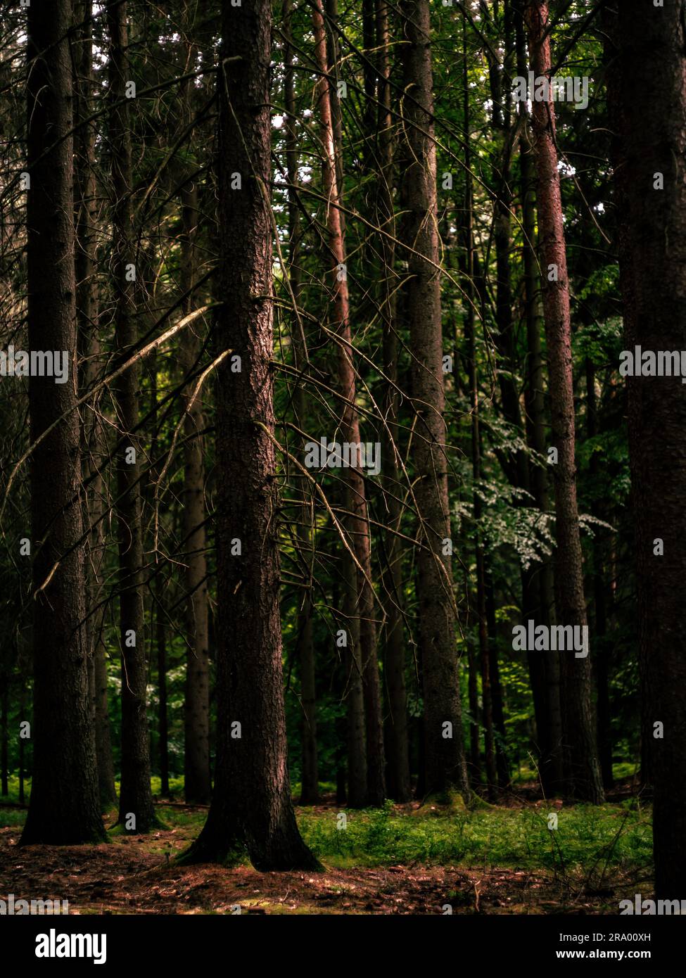 Beautiful forest in Jizerske Hory. This is North side of the Czechia ...