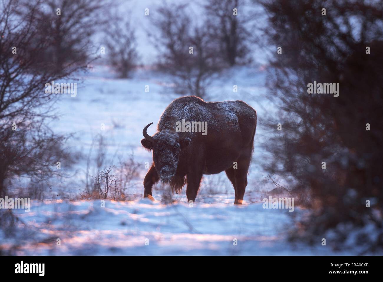 Long horn bison hi-res stock photography and images - Alamy
