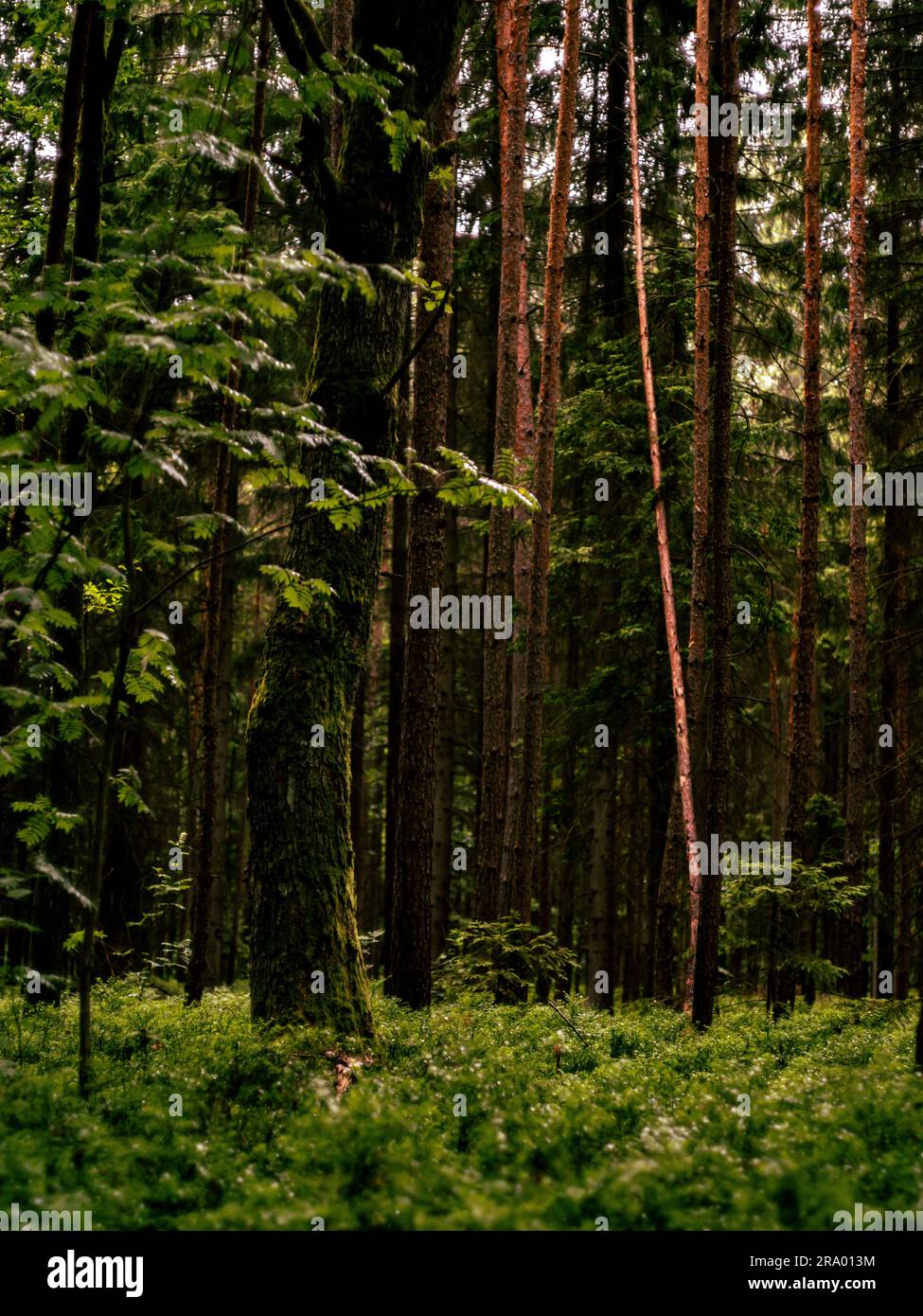 Beautiful forest in Jizerske Hory. This is North side of the Czechia ...