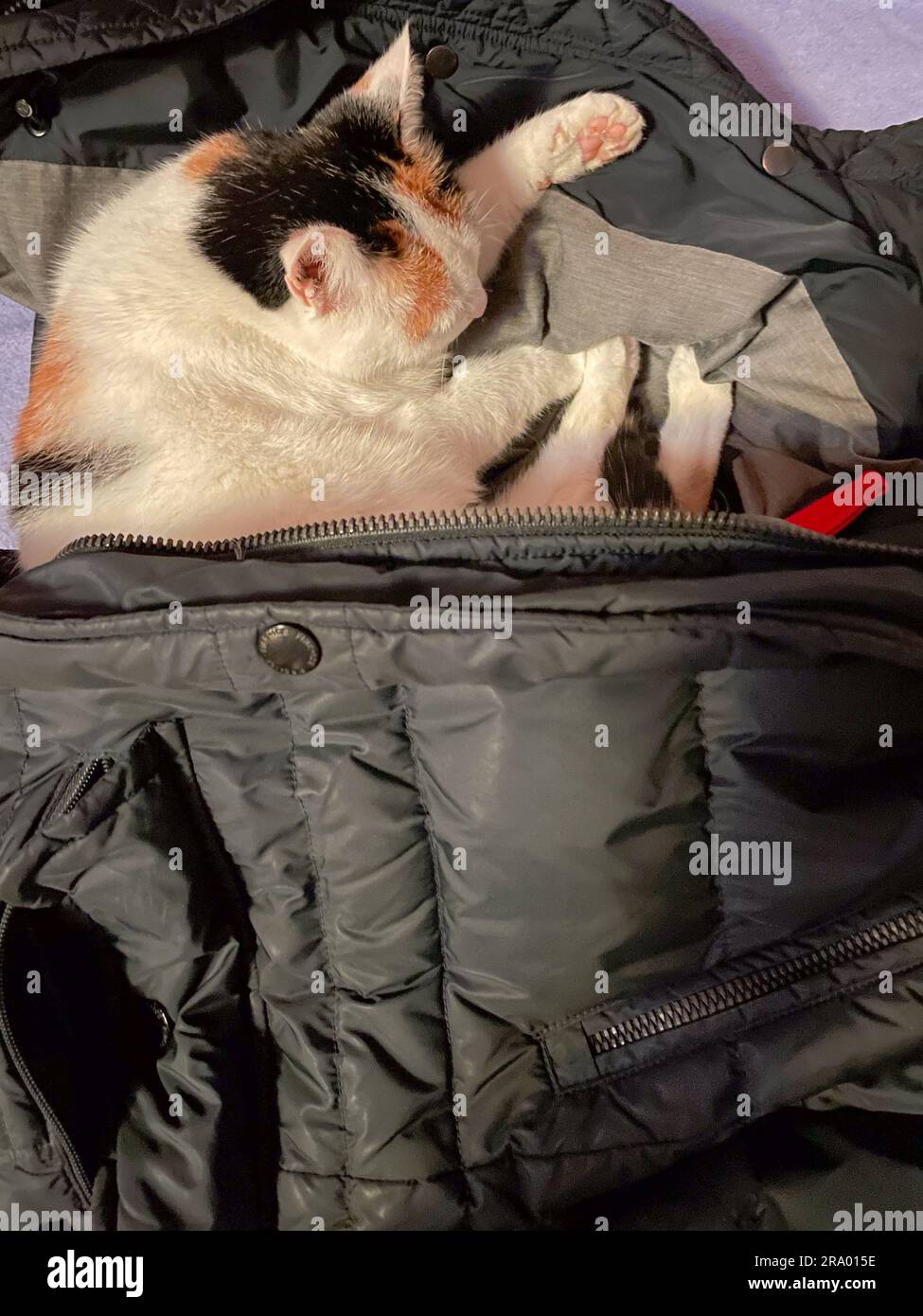 Tri color jacket hi-res stock photography and images - Alamy