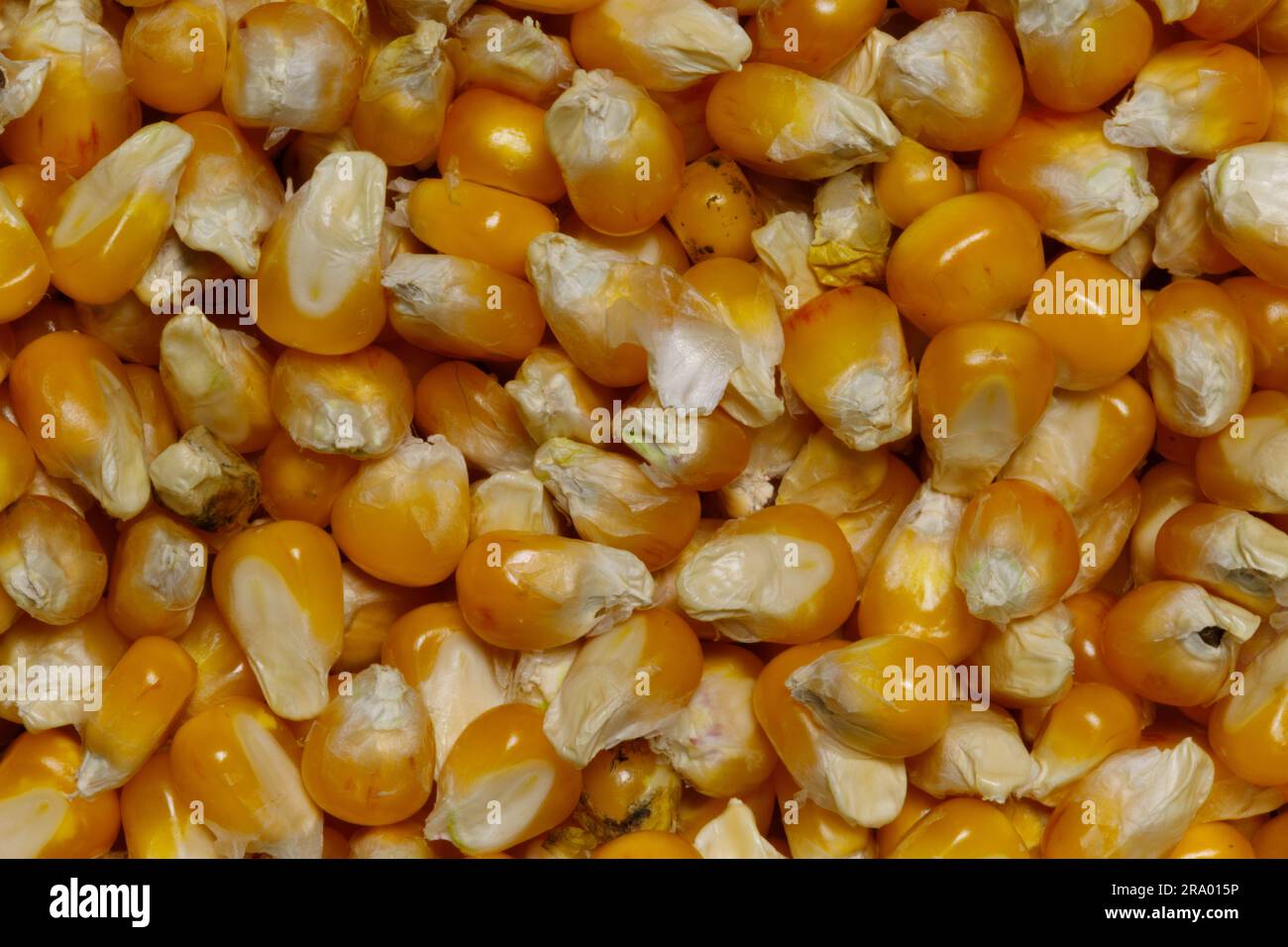 Corn kernels pattern hi-res stock photography and images - Alamy