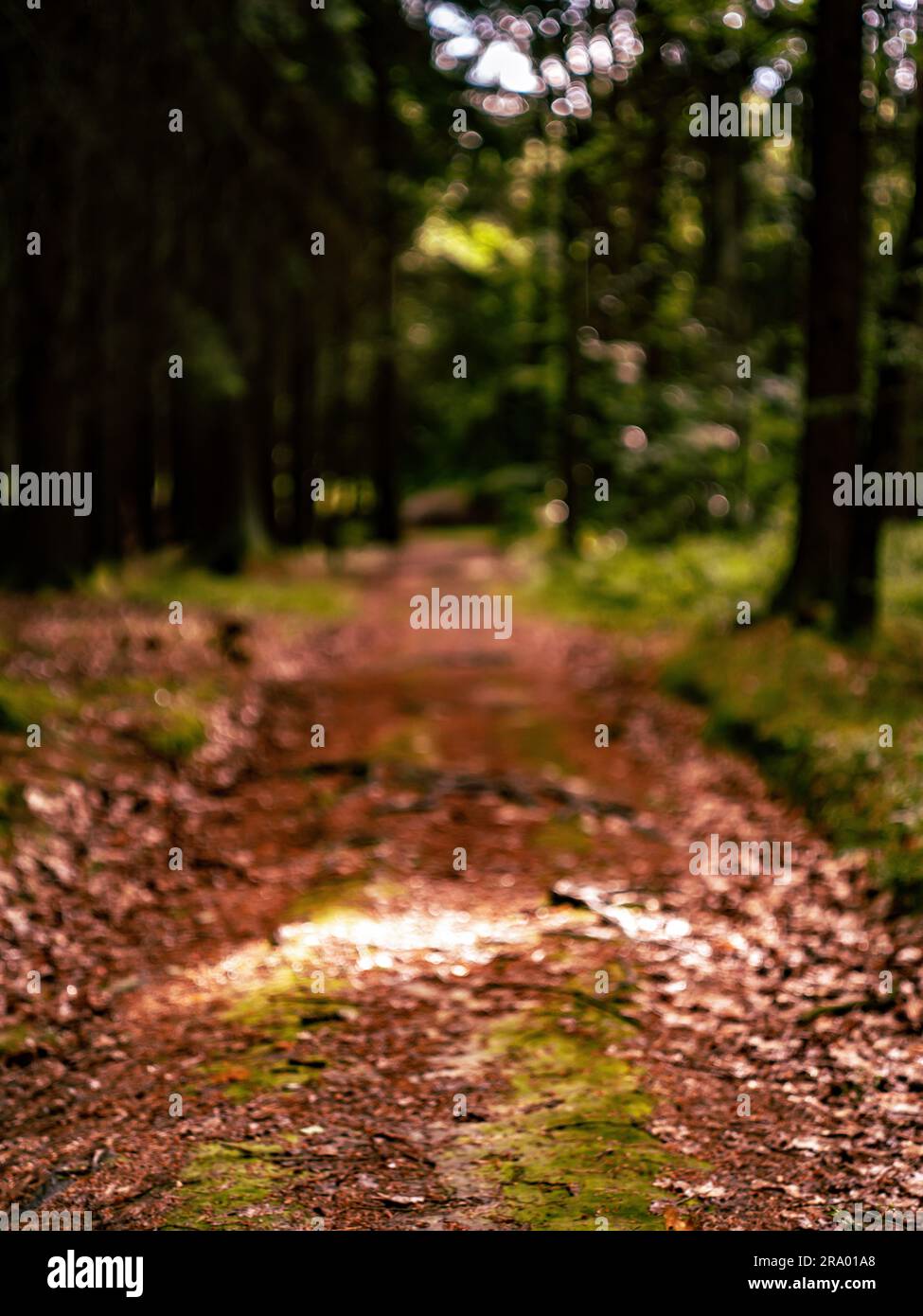 Beautiful forest in Jizerske Hory. This is North side of the Czechia ...