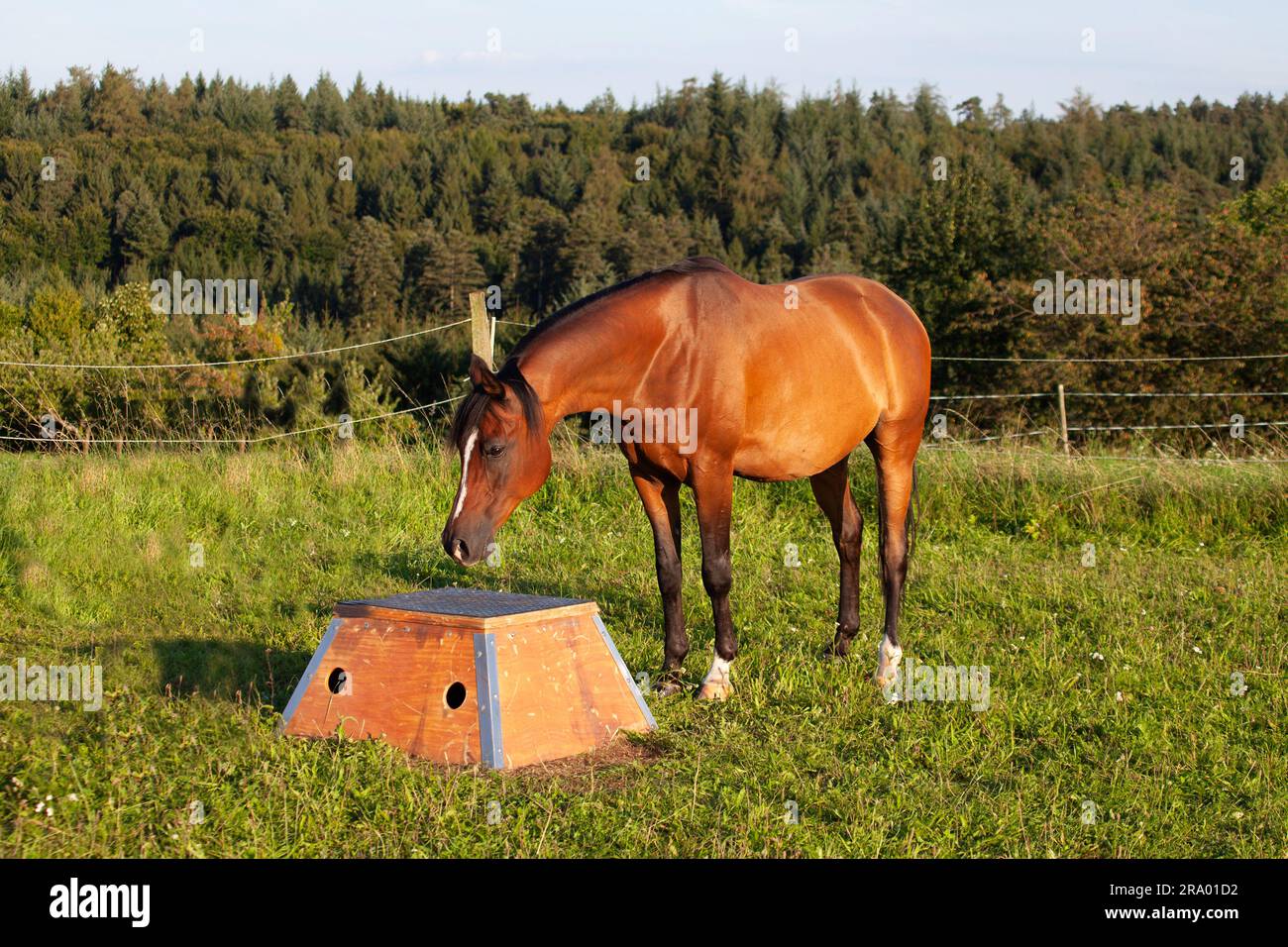 Horse trick training at Podium. Horse trail working Stock Photo - Alamy