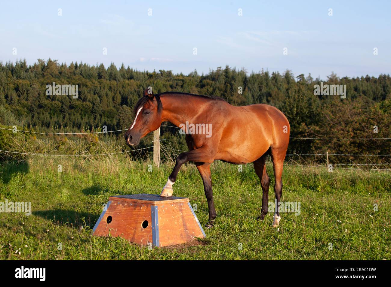 Horse trick training at Podium. Horse trail working Stock Photo - Alamy