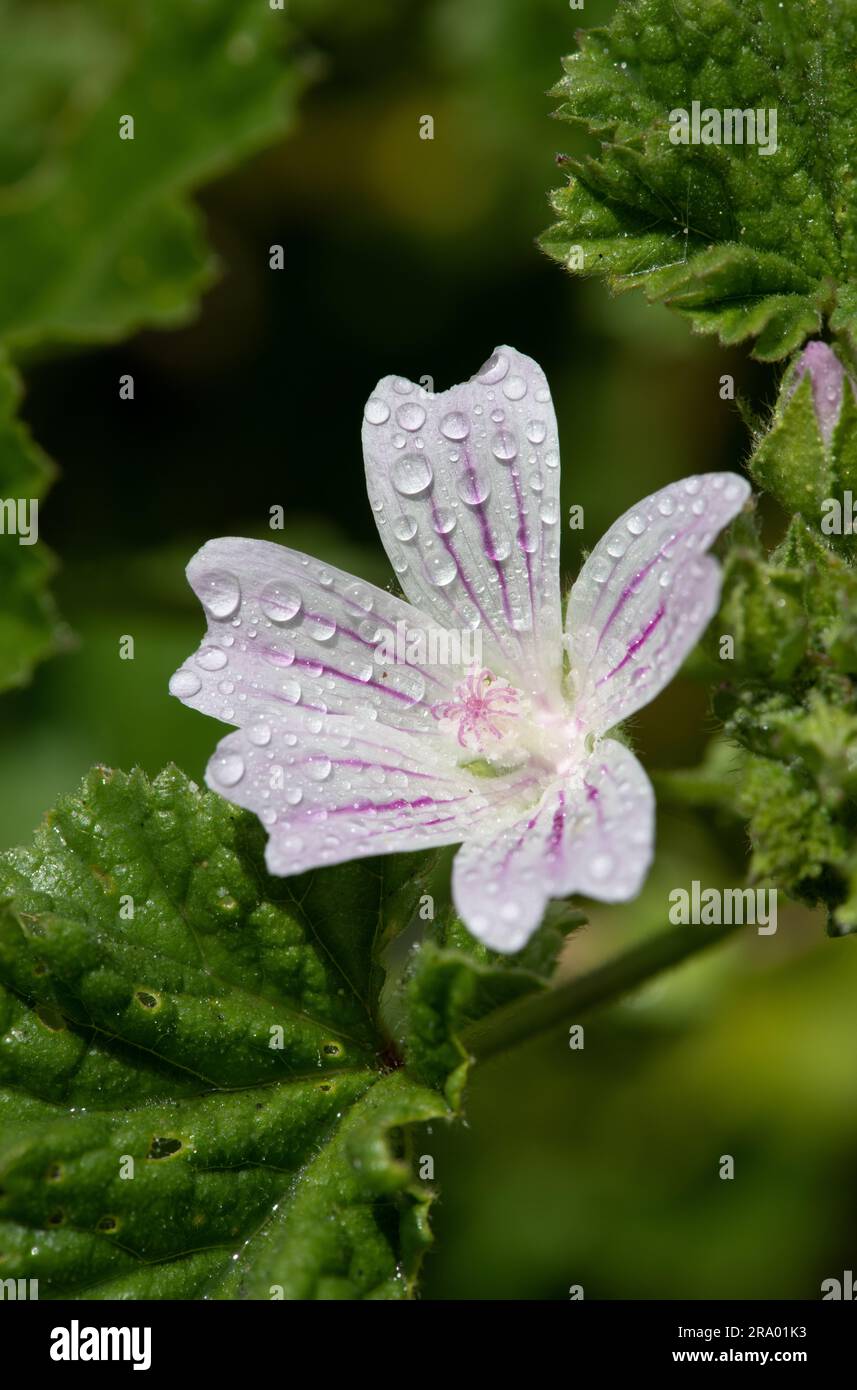 Close up of a common mallow (malva neglecta) flower covered in dew ...